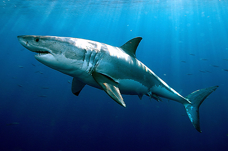Weiße Haie werden viel älter als vermutet - Natur - derStandard.at ...
