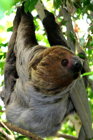 Was Österreichs einziges Faultier tut - Natur - derStandard.at ...