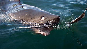 Der schnellste Hai der Welt - Wissens-Blogs - derStandard.at › Wissenschaft