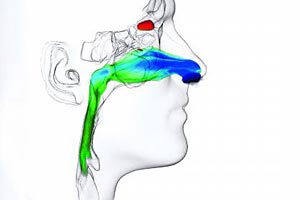 Nasen in 3-D - Forschung Spezial - derStandard.at › Wissenschaft