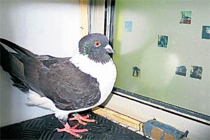 Mit den Augen von Tauben - Forschung Spezial - derStandard.at ...