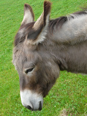 Vom Wohlgeruch der Esel - Alltag - derStandard.at › dieStandard