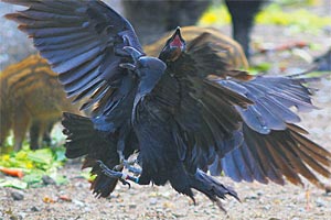 Rabenfreunde in jeder Beziehung - Forschung Spezial - derStandard.at ...