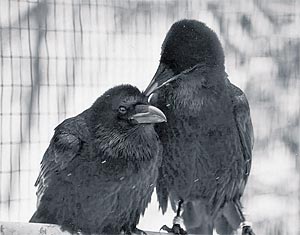 Rabenfreunde in jeder Beziehung - Forschung Spezial - derStandard.at ...