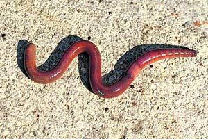 Invasion der Regenwürmer - Forschung Spezial - derStandard.at ...