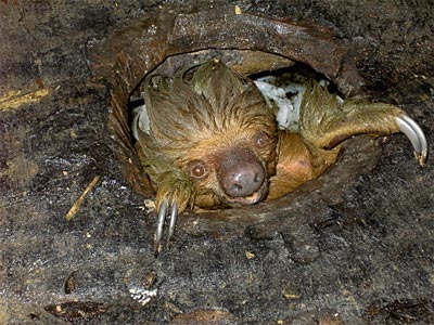 Rätselhafte Diät: Faultiere kriechen zum Fressen in Latrine - Natur ...