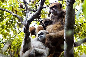 Spinnenaffen sind echte Muttersöhnchen - Natur - derStandard.at ...
