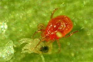Auch Raubmilben umgeben sich gerne mit "Freunden" - Natur - derStandard ...