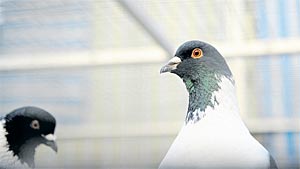 Tauben am Touchscreen - Forschung Spezial - derStandard.at › Wissenschaft