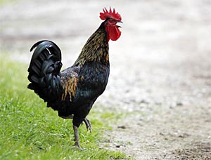 Nicht der Tagesanbruch sondern die innere Uhr lässt die Hähne krähen ...