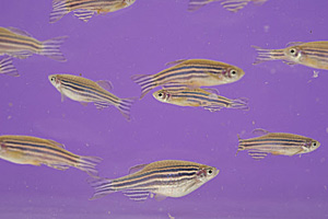 Aufschlussreicher Zebrafisch - Natur - derStandard.at › Wissenschaft