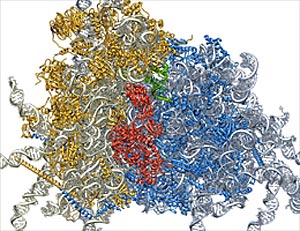 Erste 3D-Darstellung von menschlichen Ribosomen - Mensch - derStandard ...