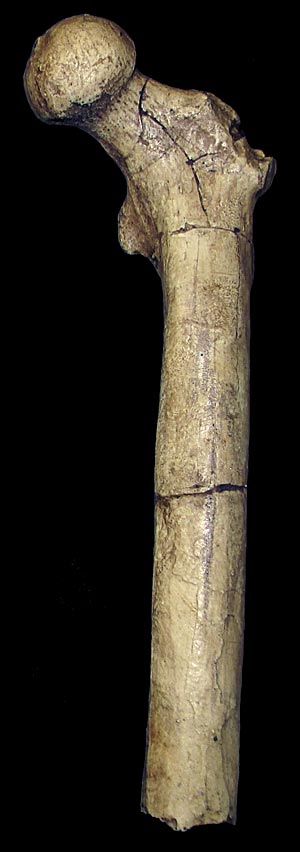 Orrorin tugenensis: Einer der ersten Zweibeiner - Natur - derStandard ...