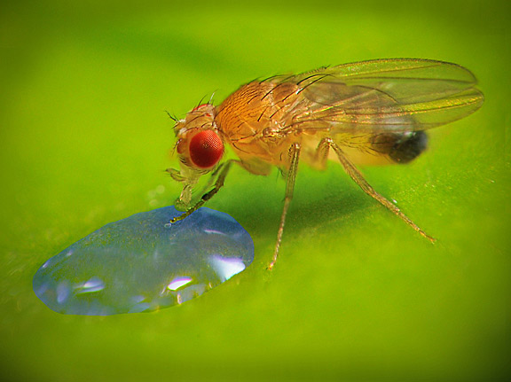 Fliegenauge sieht Farben anders als gedacht - Natur - derStandard.at ...