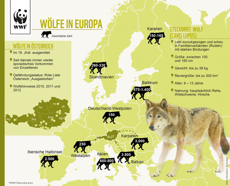 Der Wolf als ewiger Feind - Ökologie - derStandard.at › Panorama