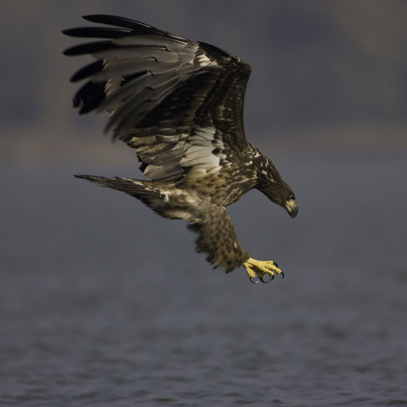 750 Seeadler überwintern an der Donau - Wildtiere - derStandard.at ...
