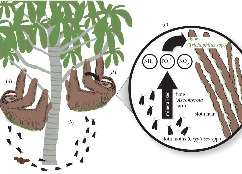 Warum das Faultier zum Kacken vom Baum steigt - Natur - derStandard.at ...