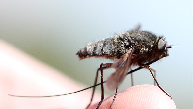 Mit langem Rüssel lässt es sich besser naschen - Forschung Spezial ...