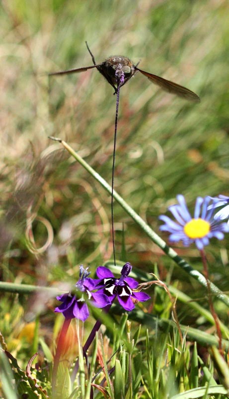 Mit langem Rüssel lässt es sich besser naschen - Forschung Spezial ...