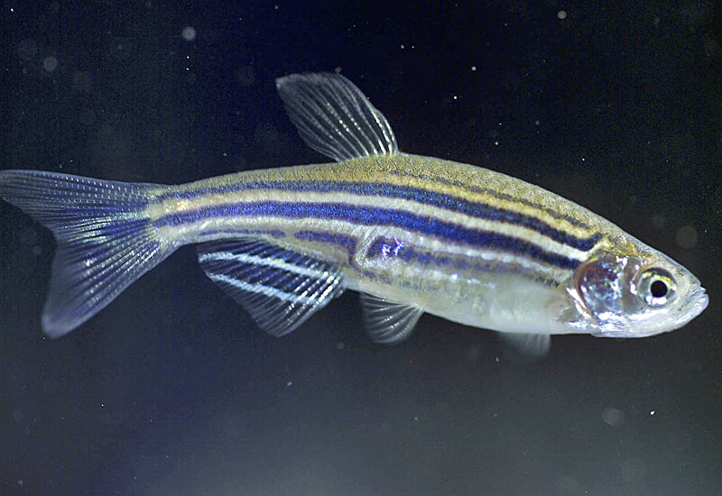 Wie der Zebrafisch zu seinen namensgebenden Streifen kommt - Natur ...