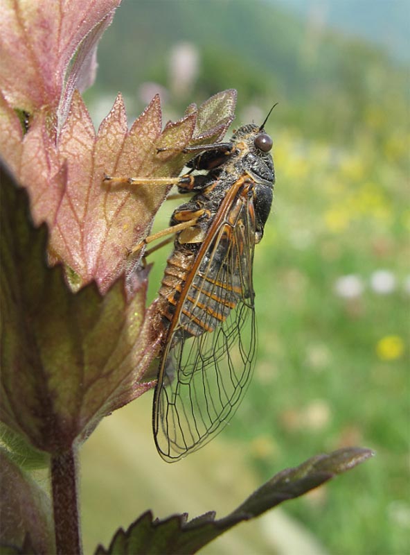 Forscher entdecken in der Schweiz bisher unbekannte Zikade - Natur ...