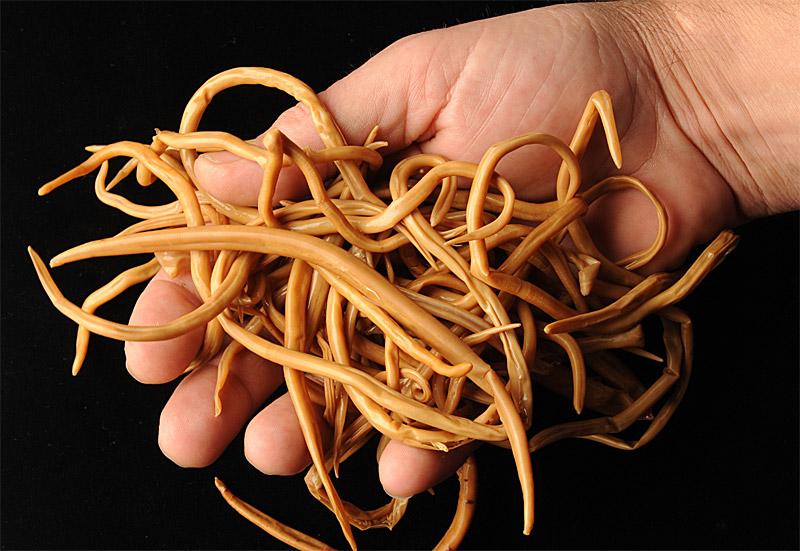 Naturhistorisches Museum lädt zur Parasiten-Schau - Mensch ...