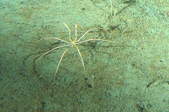 In der Antarktis wimmelt es von großen Achtbeinern - Natur ...