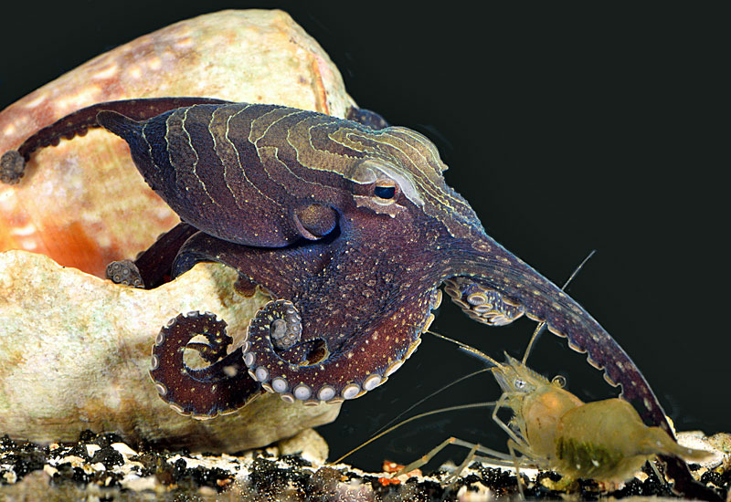 Ein kleiner Krake verblüfft Forscher - Natur - derStandard.at ...