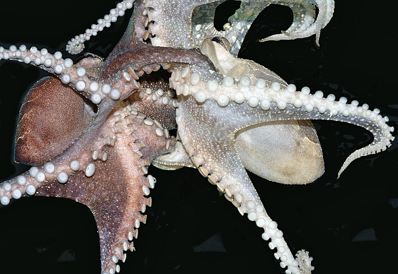 Ein kleiner Krake verblüfft Forscher - Natur - derStandard.at ...