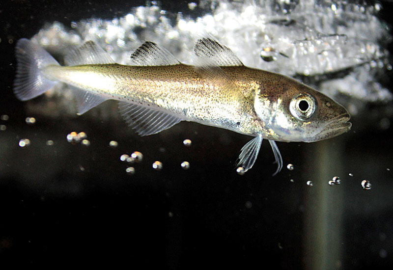 Milliarden Polardorsche wandern mit dem arktischen Meereis mit - Natur ...