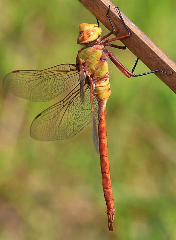 60 neue Libellenarten mit teilweise reichlich fantasievollen Namen ...