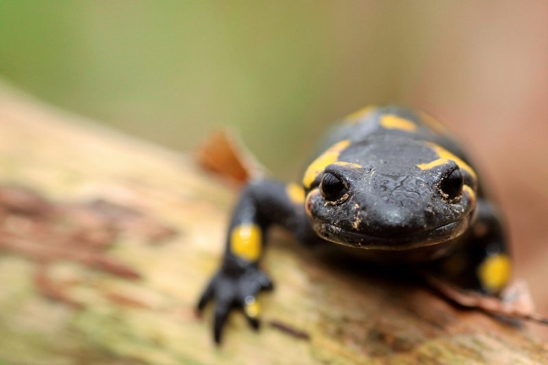 Der Salamander, um den sich viele Mythen ranken - Forschung Spezial ...