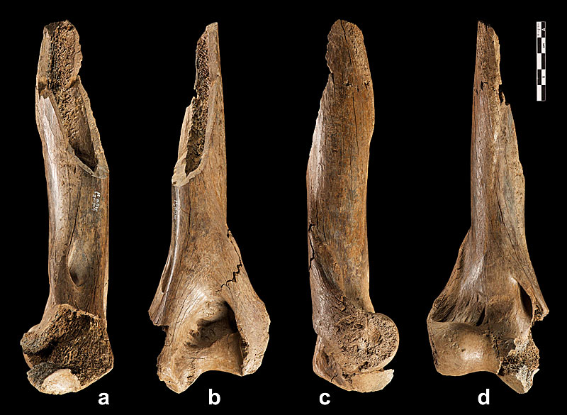 Homo heidelbergensis: Unterschätzter Vorläufer des modernen Menschen ...