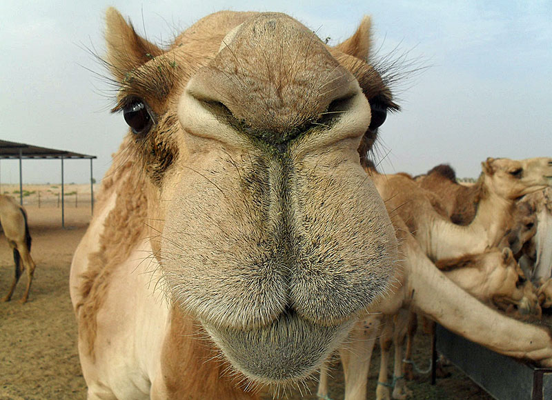 Woher die Dromedare kommen - Natur - derStandard.at › Wissenschaft
