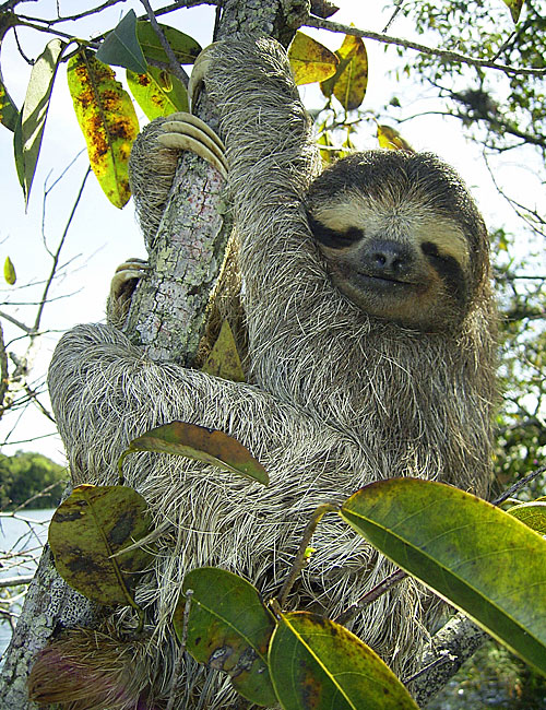 Das faulste aller Faultiere hat drei "Finger" - Natur - derStandard.at ...