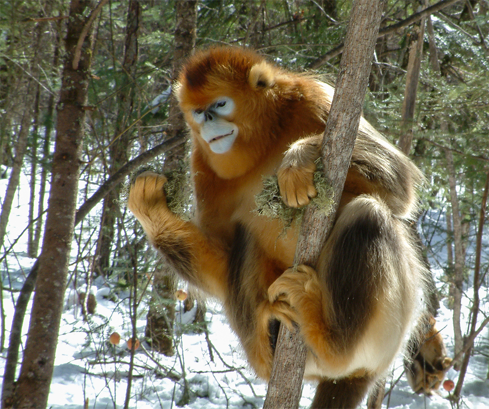 Seltsame Bergbewohner: Rare Affen in großer Höhe haben spezielle Gene ...