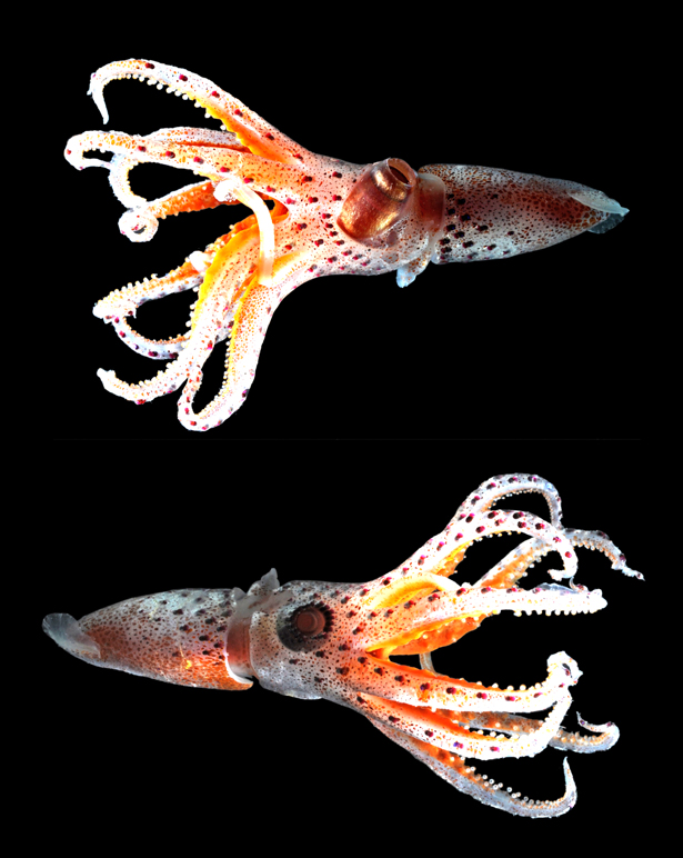 Warum manche Kalmare verschieden große Augen haben - Natur ...