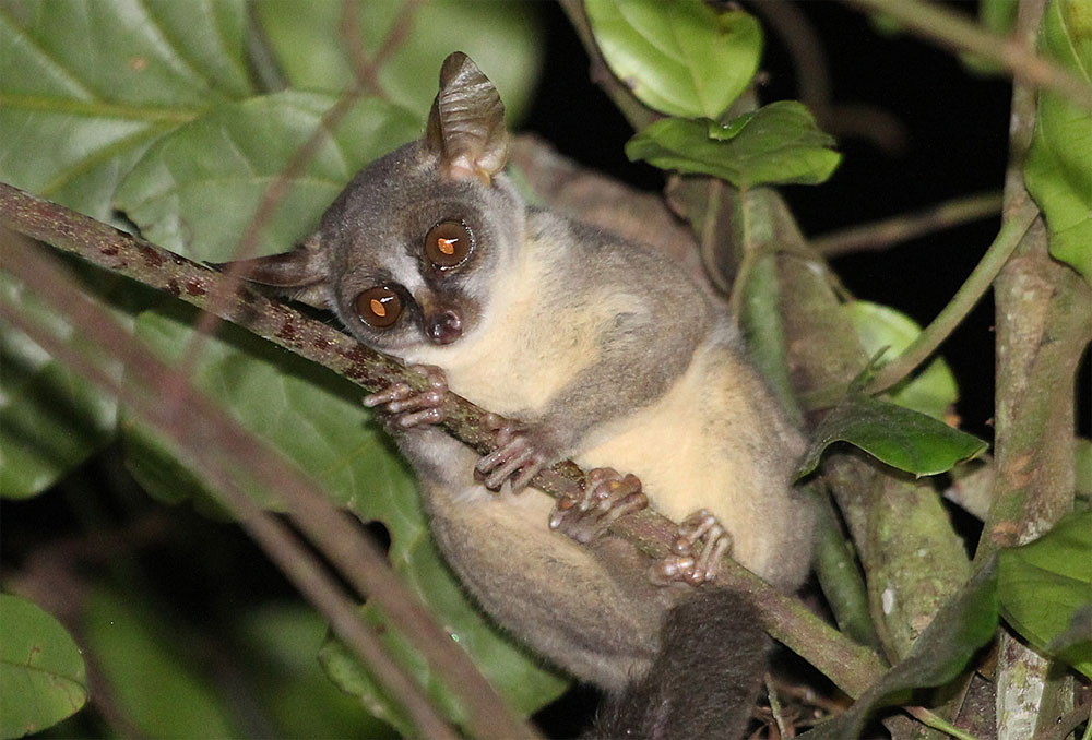 Ein Riese unter Zwergen: Neue Buschbaby-Art in Angola entdeckt - Natur ...