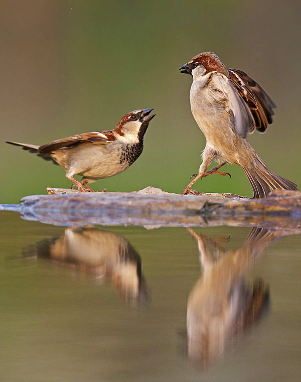 Der Spatz: Frecher Vogel wird aus den Städten verdrängt - Forschung ...