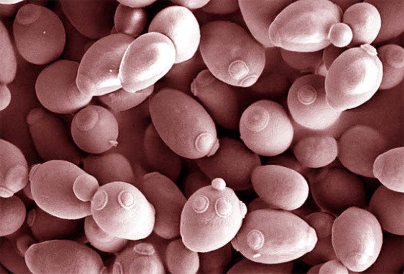 Erste künstliche Hefezelle zu einem Drittel fertig - Natur ...