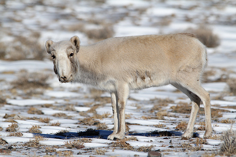Die Saiga-Antilope: Ein Sorgenkind mit Potenzial - Natur - derStandard ...