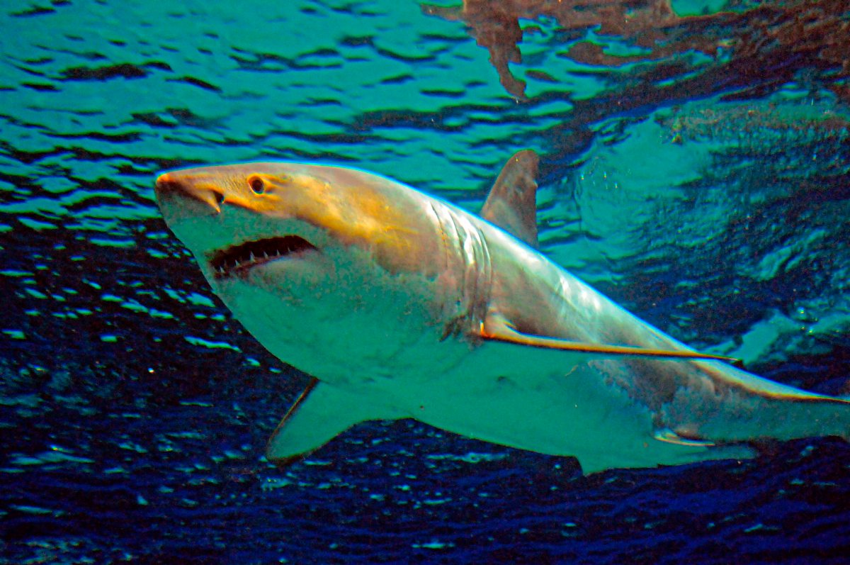 Haie und Rochen in Nord- und Ostsee stark gefährdet - Tiere ...