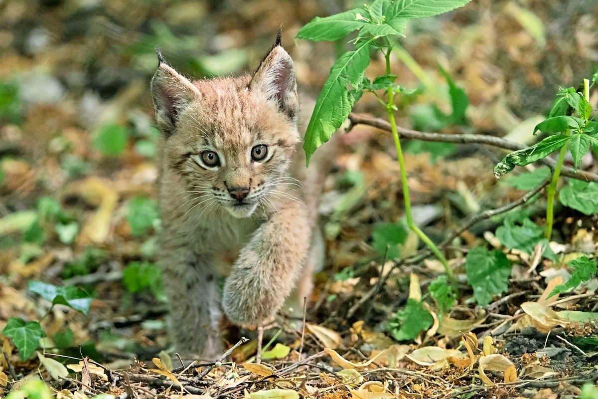 Junge Luchs-Zwillinge in Schönbrunn auf Erkundungstrip - Tiere ...