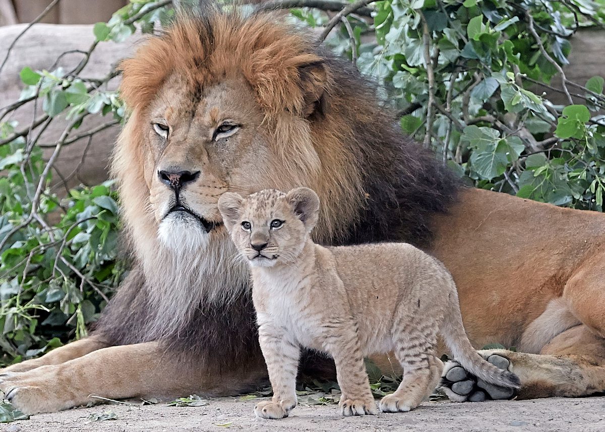 Zoo Neuwied präsentiert junge Berberlöwen - Tiere - derStandard.at ...