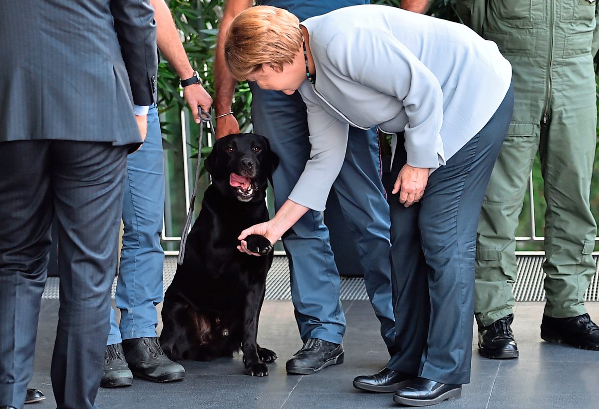 Eine gespannte Beziehung: Angela Merkel und die Tiere - Deutschland ...