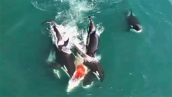 Dramatische Bilder: Schwertwale bringen Minkwal zur Strecke ...