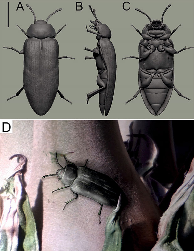 Forscher entdecken modernen Käfer, der vor 300 Millionen Jahren lebte ...