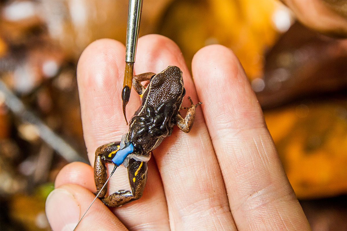 Pfeilgiftfrösche lassen sich leicht zur Brutpflege animieren - Natur ...