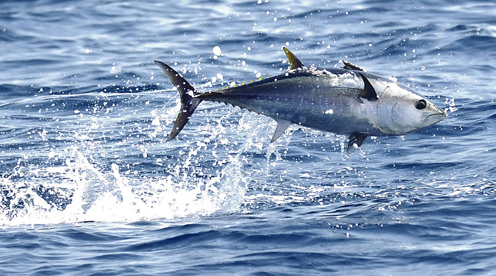 Thunfisch kehrt in die Nordsee zurück: Forscher untersuchen die Gründe ...