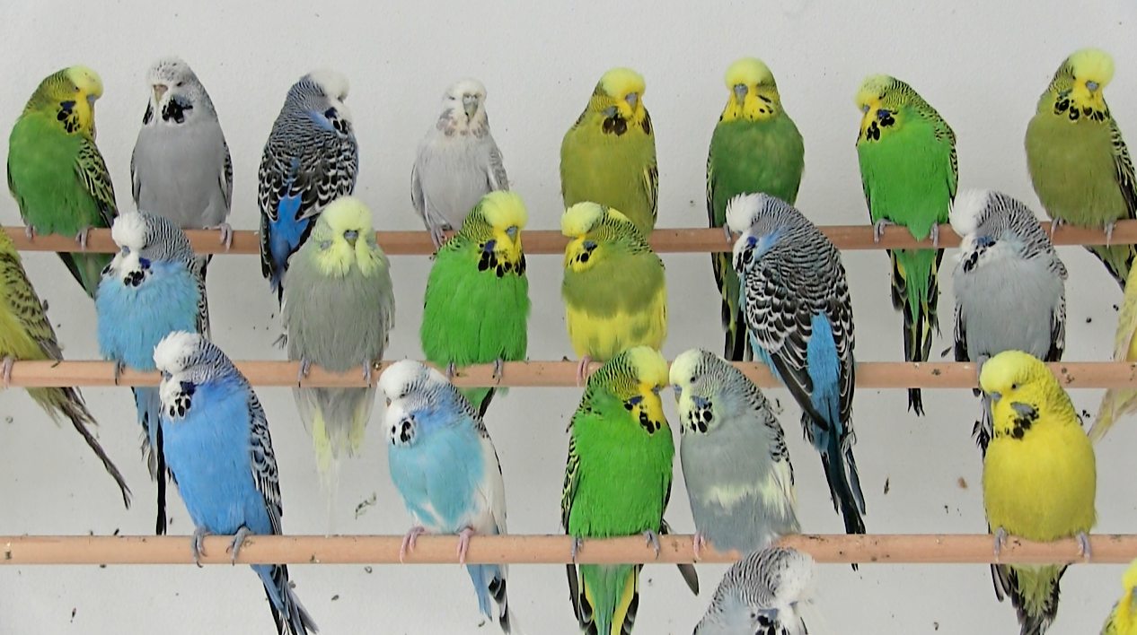 Wie aus gelb-grünen Wellensittichen blaue werden - Natur - derStandard ...